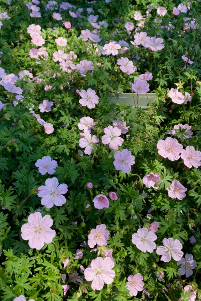 5 Secrets for Hardy Geraniums That Will Bloom All Summer Long