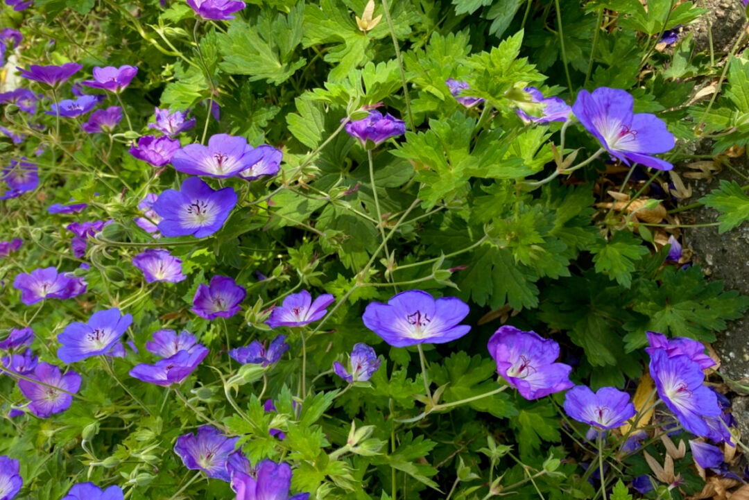 5 Secrets for Hardy Geraniums That Will Bloom All Summer Long