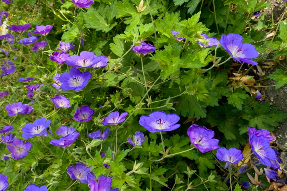5 Secrets for Hardy Geraniums That Will Bloom All Summer Long