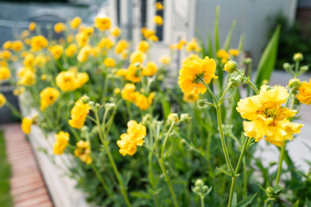 6 Reasons Why Geums (Avens) Are About To Become Your New Favorite Perennial