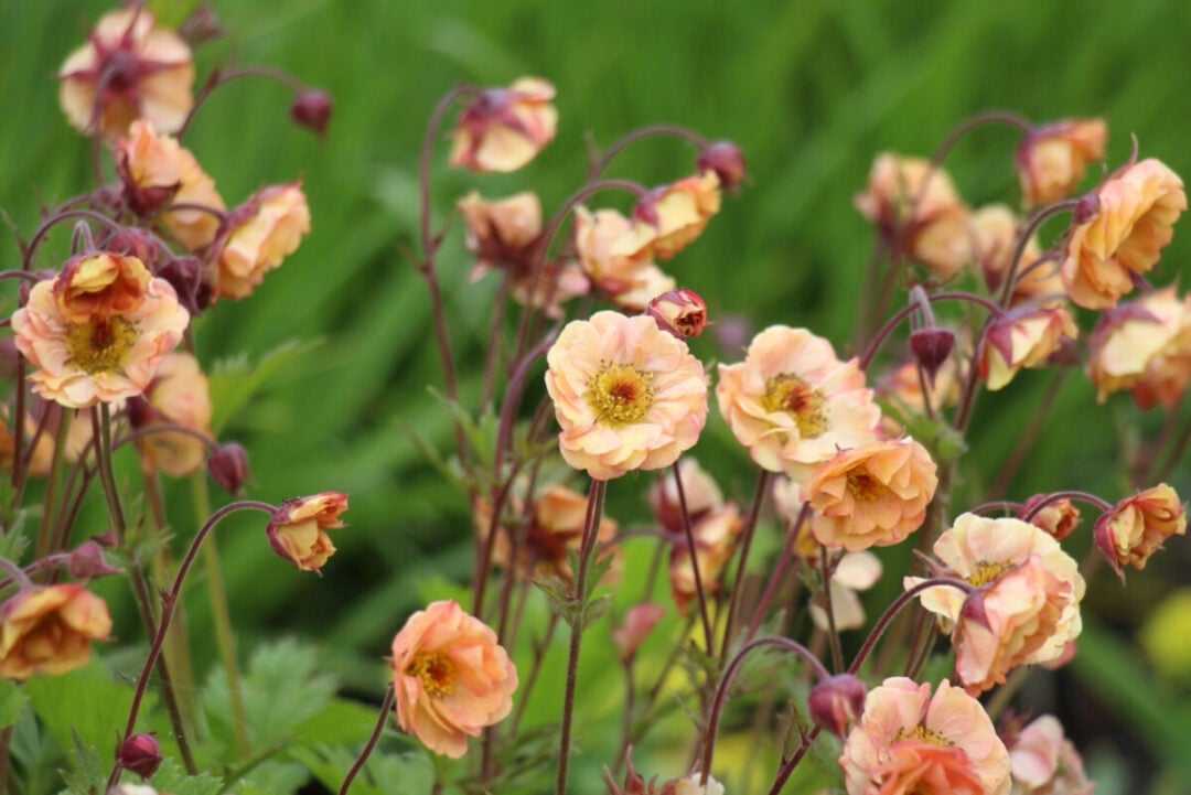6 Reasons Why Geums (Avens) Are About To Become Your New Favorite Perennial