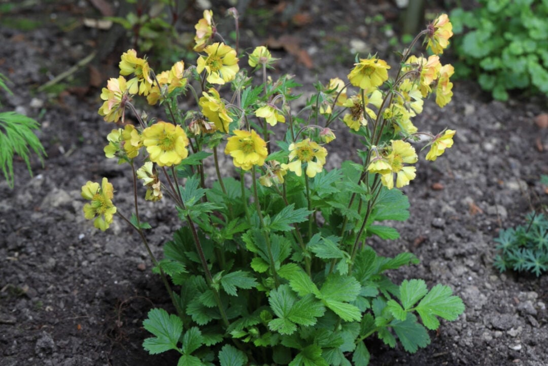 6 Reasons Why Geums (Avens) Are About To Become Your New Favorite Perennial