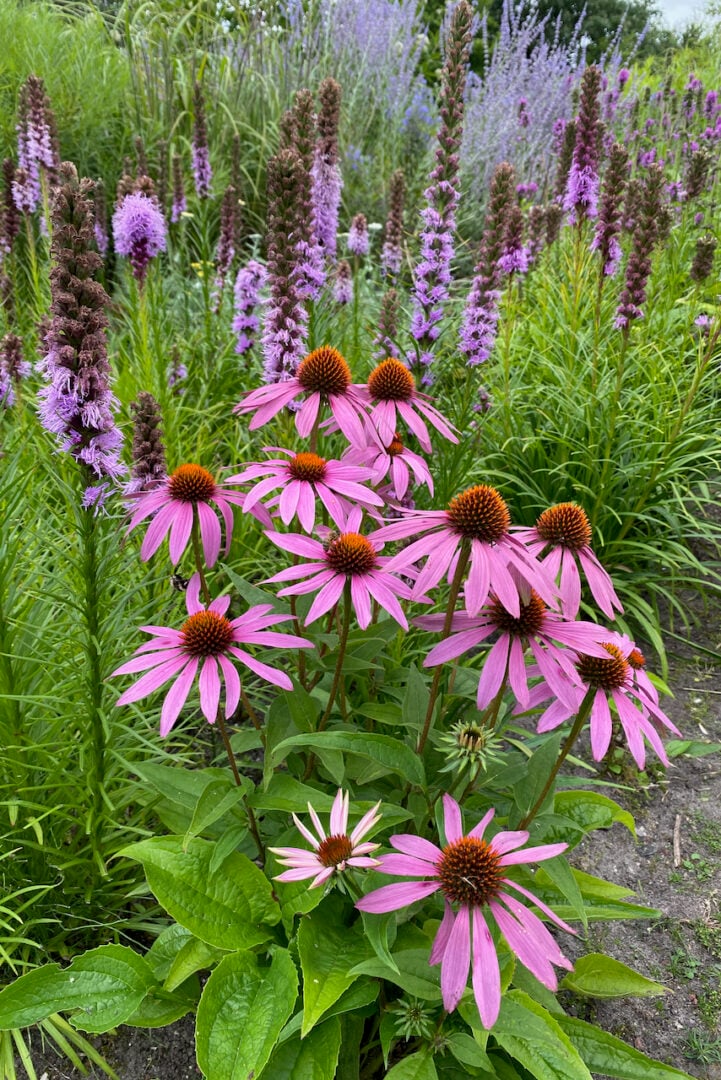 17 Perennials to Prune in June For More Flowers - The "Chelsea Chop" Method