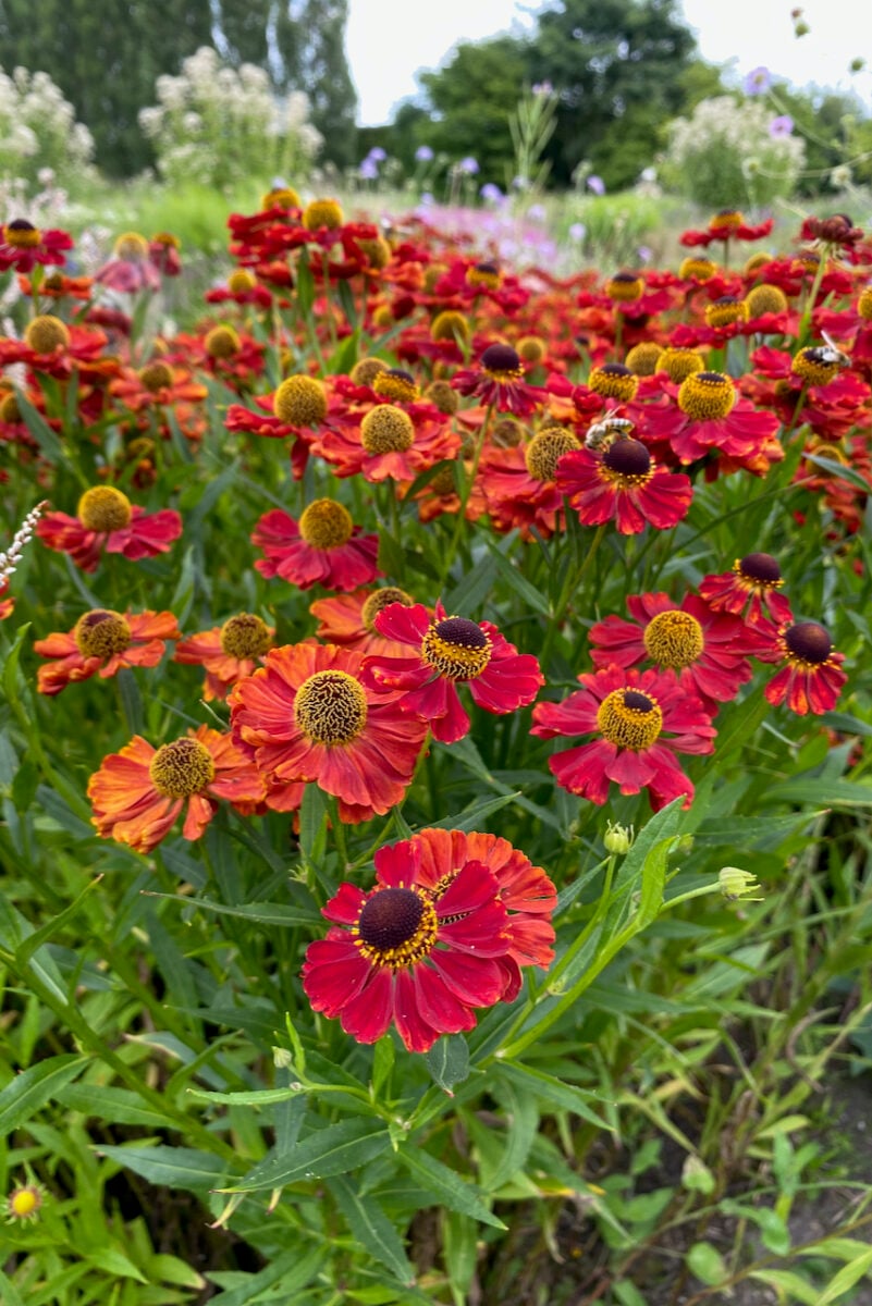 17 Perennials to Prune in June For More Flowers - The "Chelsea Chop" Method