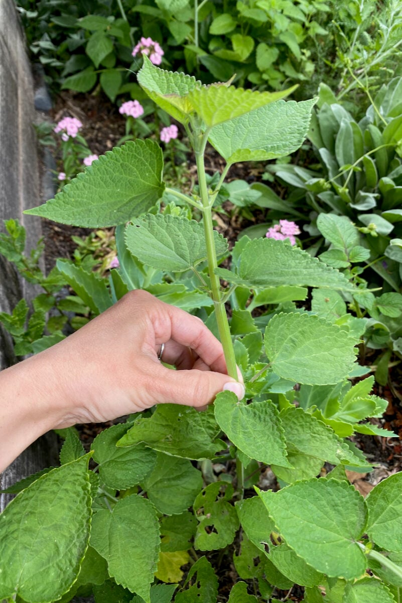 17 Perennials to Prune in June For More Flowers - The "Chelsea Chop" Method