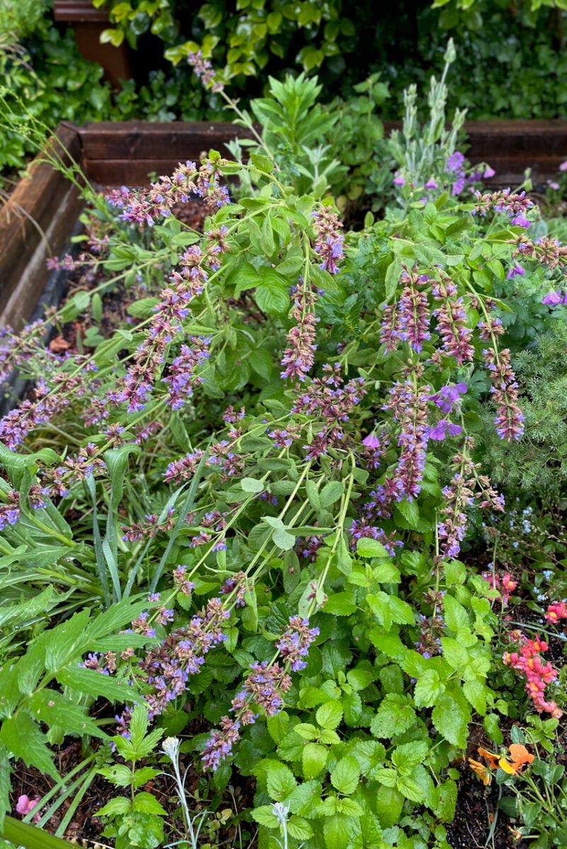 17 Perennials to Prune in June For More Flowers - The "Chelsea Chop" Method