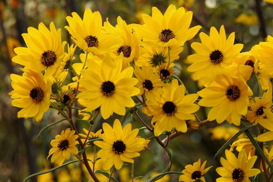 17 Perennials to Prune in June For More Flowers - The "Chelsea Chop" Method