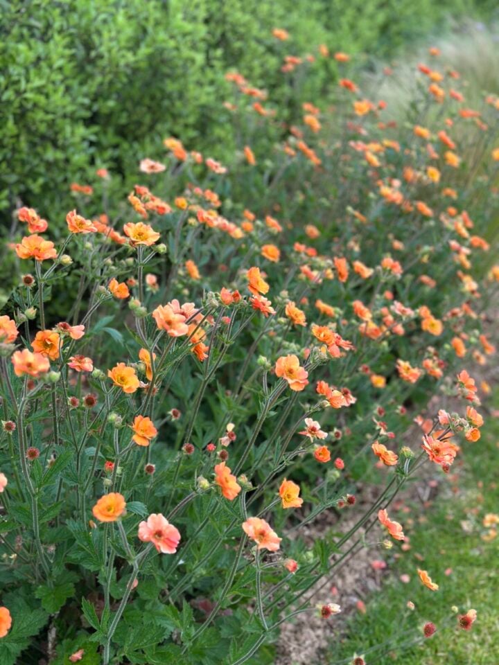 6 Reasons Why Geums (Avens) Are About To Become Your New Favorite Perennial