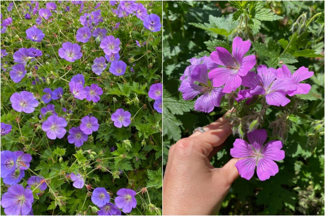 5 Secrets for Hardy Geraniums That Will Bloom All Summer Long