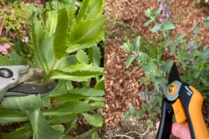 17 Perennials to Prune in June For More Flowers - The "Chelsea Chop" Method