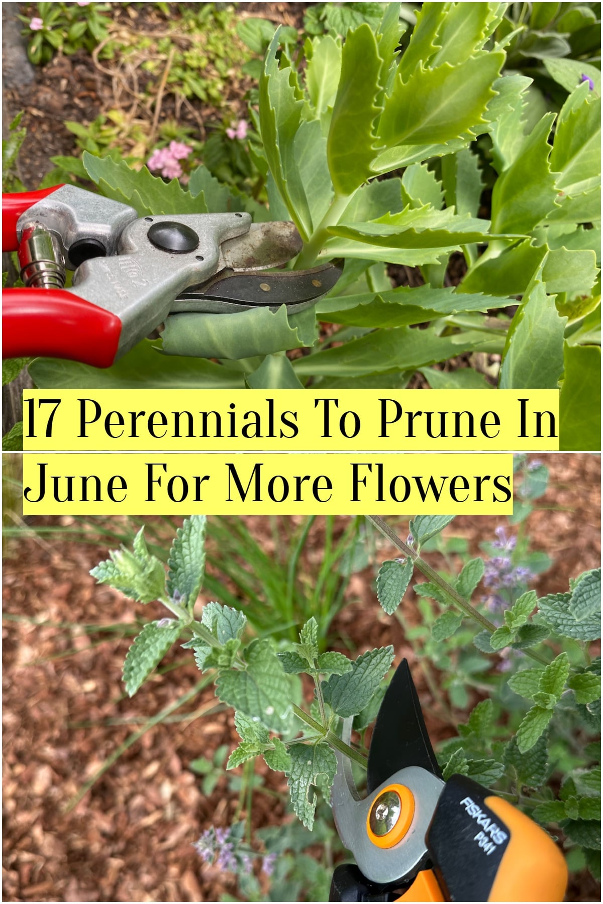 17 Perennials to Prune in June For More Flowers - The "Chelsea Chop" Method