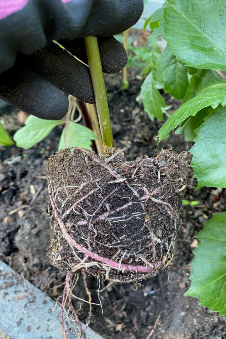 Take Dahlia Cuttings Before Flowering For Endless New Plants