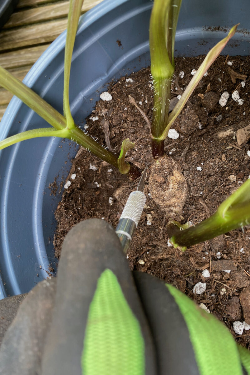 Take Dahlia Cuttings Before Flowering For Endless New Plants