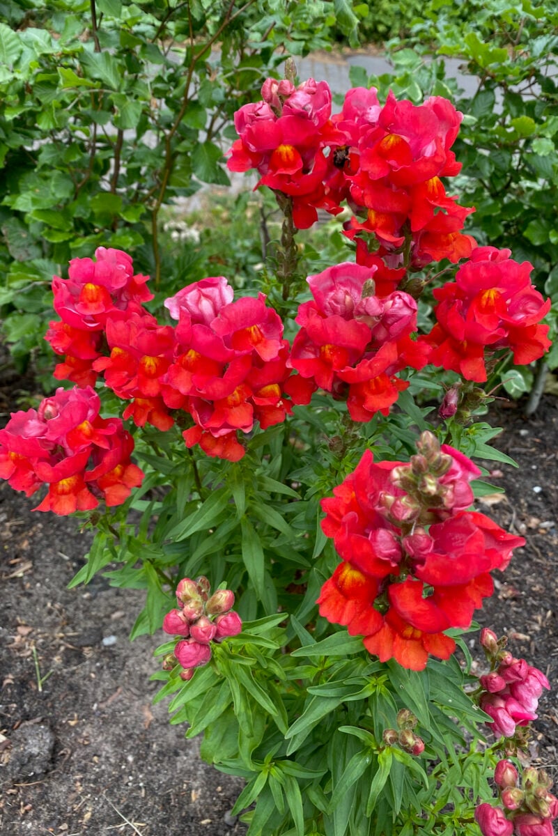 Snapdragons Done Flowering? Do This Now To Get More Blooms