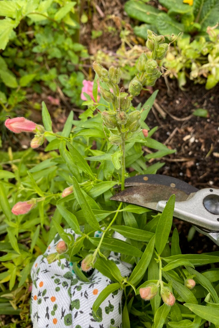 Snapdragons Done Flowering? Do This Now To Get More Blooms