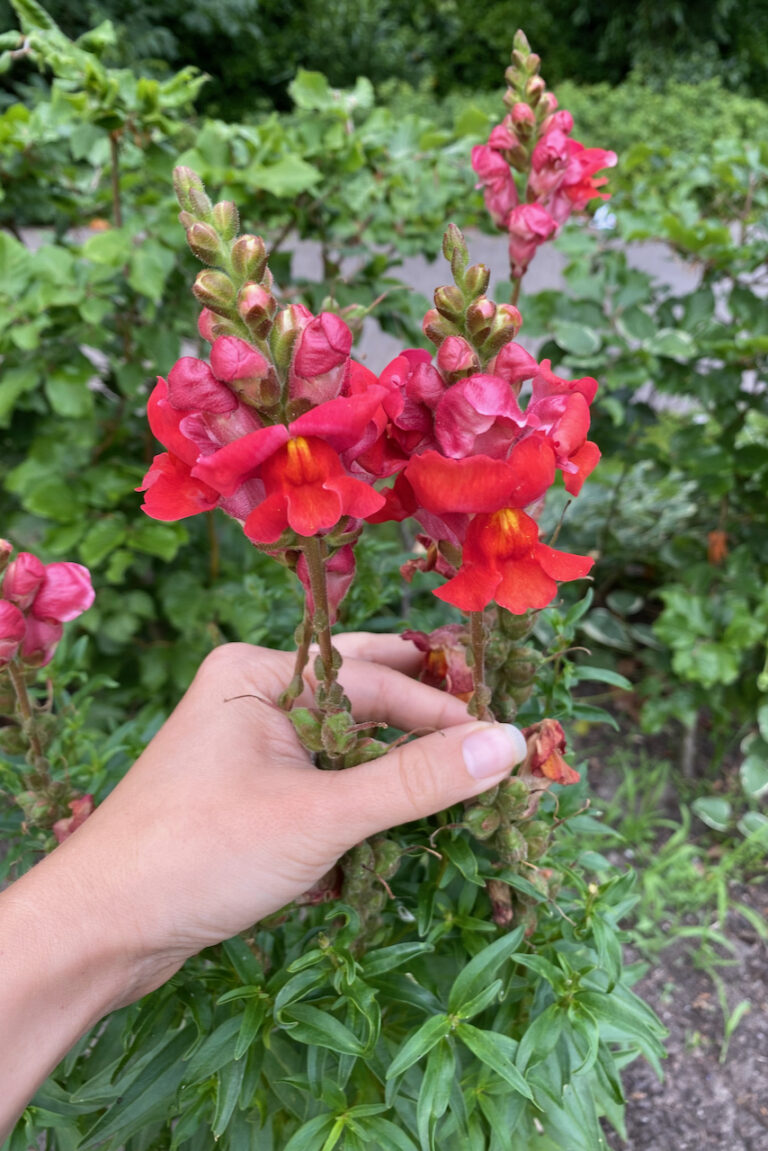 Snapdragons Done Flowering? Do This Now To Get More Blooms